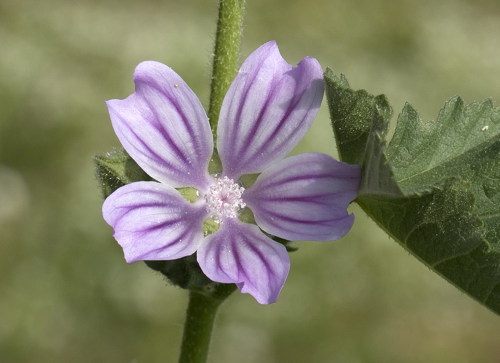 7 Of The Worst Lawn Weeds In Idaho And How To Get Rid Of Them
